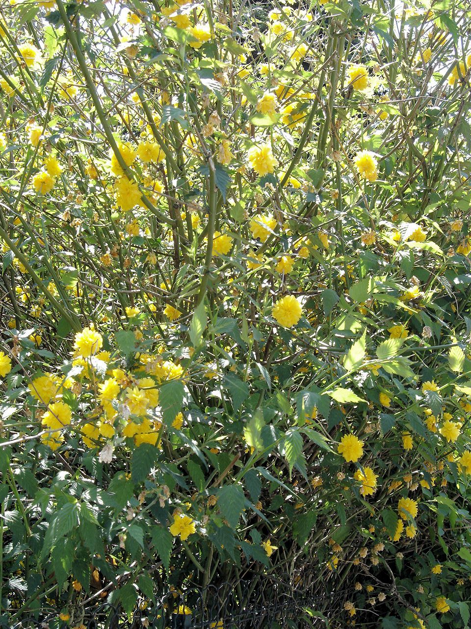 Wordless Wednesday #28 – Spring Flowers in Toulouse – Breath of Hallelujah